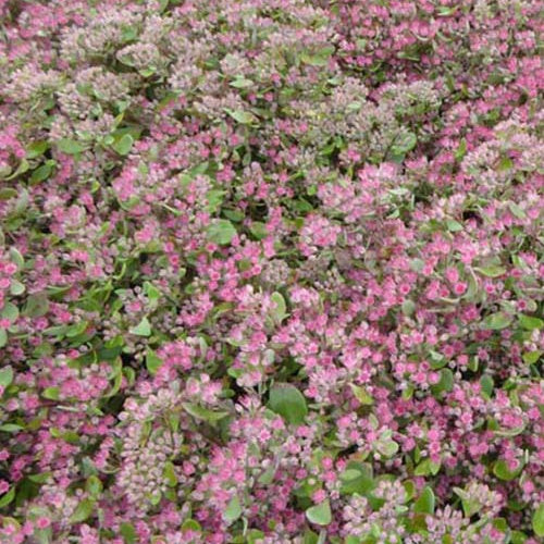3 Sedum Ruby Glow - Sedum robustum