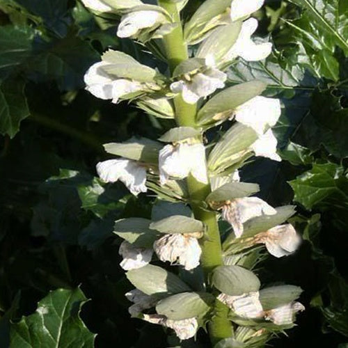 Acanthe molle Jef Albus - Acanthus mollis jef albus