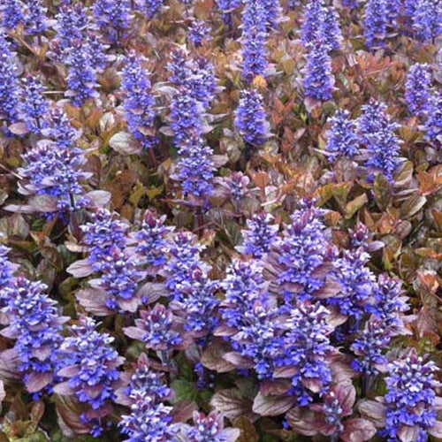 Bugle rampante Multicolor Rainbow - Ajuga reptans multicolor