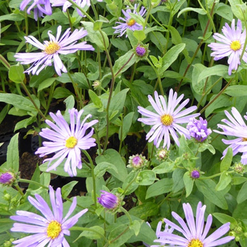 3 Asters de Thomson Marguerites d'automne Thomsonii - Aster thomsonii
