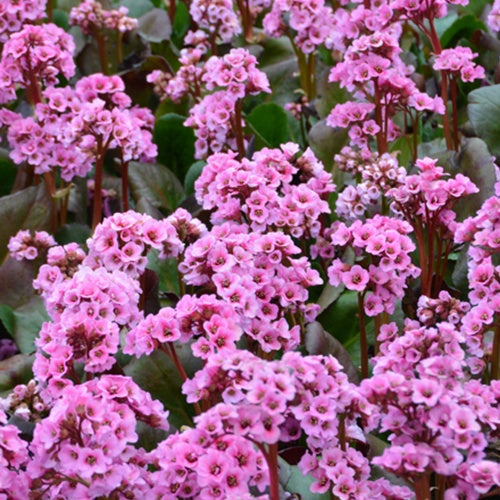 Bergénia Spring Fling Plante des savetiers Spring Fling - Bergenia ...