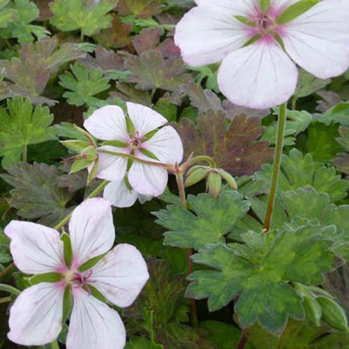 Géranium Coombland White - Geranium coombland white