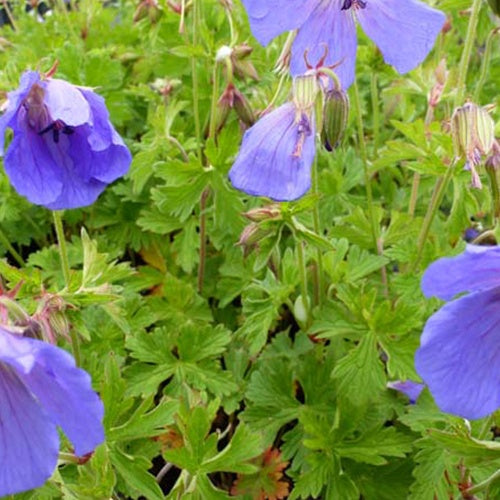Géranium de l'Himalaya Irish Blue - Geranium himalayense irish blue