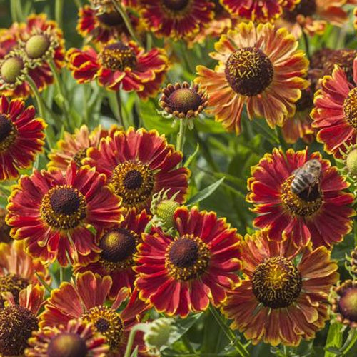 Hélénie Bandera - Helenium autumnale bandera