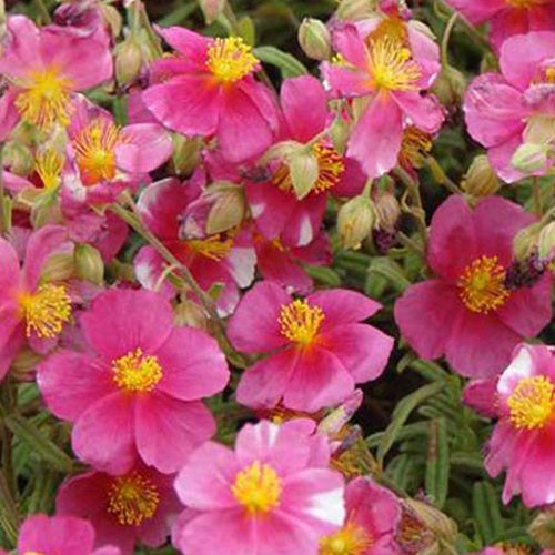 3 Hélianthèmes Raspberry Ripple - Helianthemum raspberry ripple
