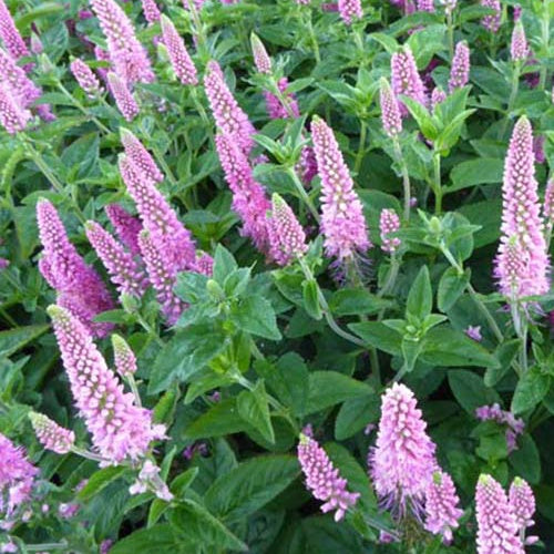 Véronique First Love - Veronica first love