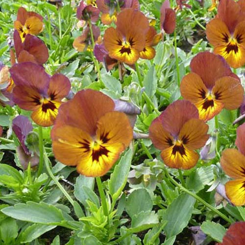 3 Violas cornuta Irish Molly Pensée à cornes - Viola cornuta irish molly