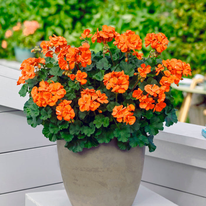 Géranium lierre double rouge, balcon fleuri facile | Willemse