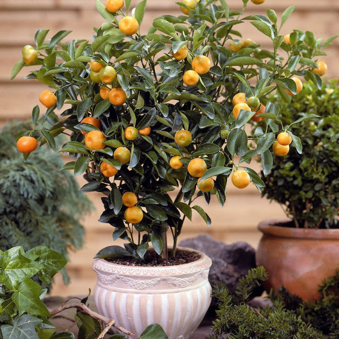 Calamondin - Citrus mitis