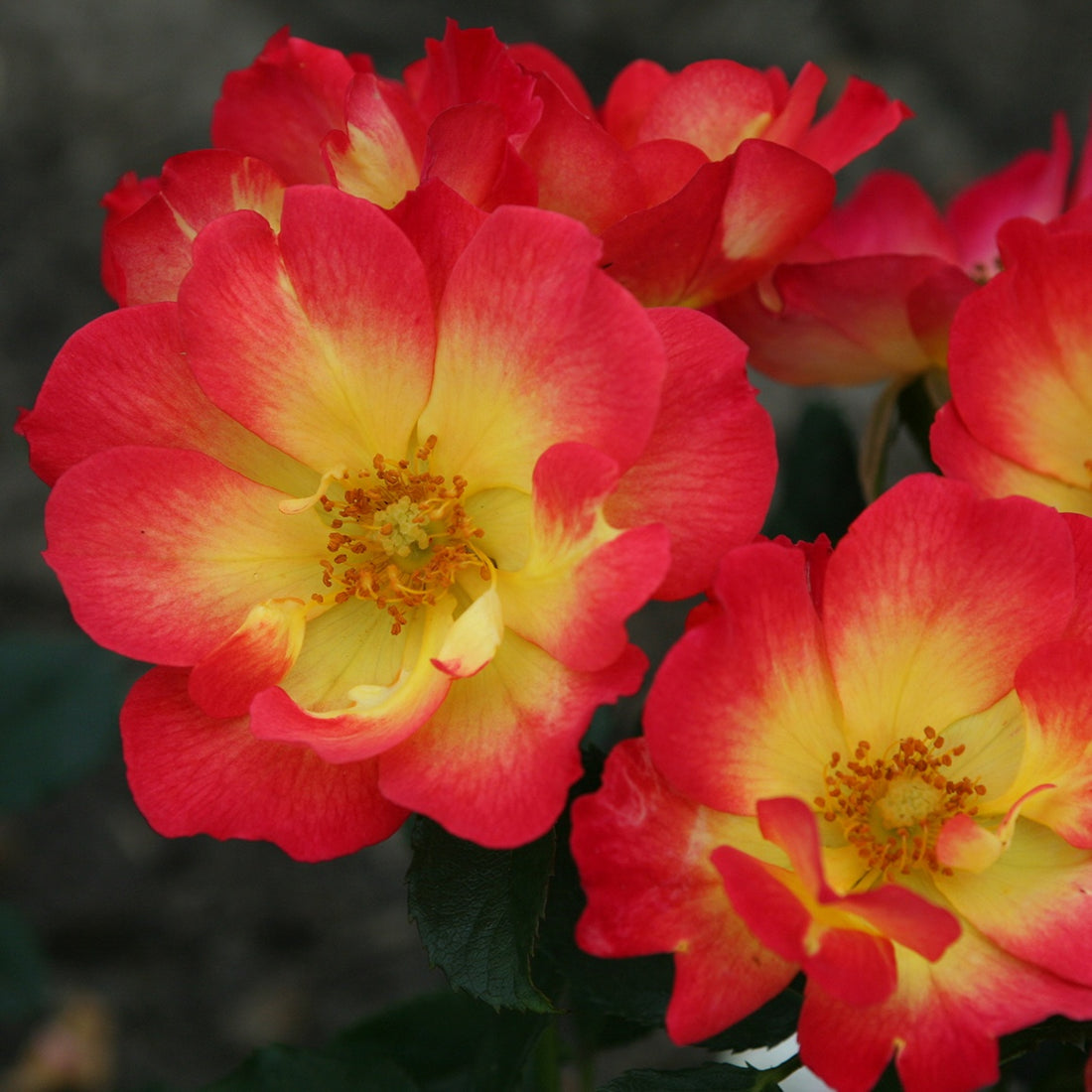 Rosier à massif rose - Rosa