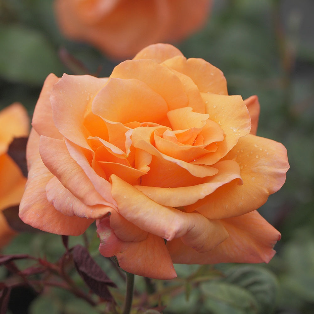 Rosier grimpant Orange Climber - Rosa orange climber