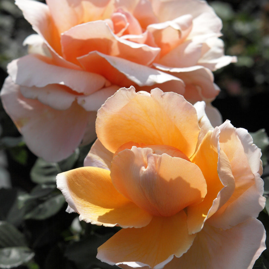 Rosier à massif rose - Rosa
