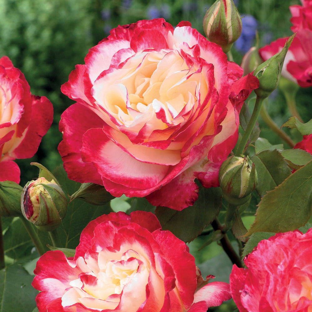 Rosier buisson Double Delight - Rosa double delight