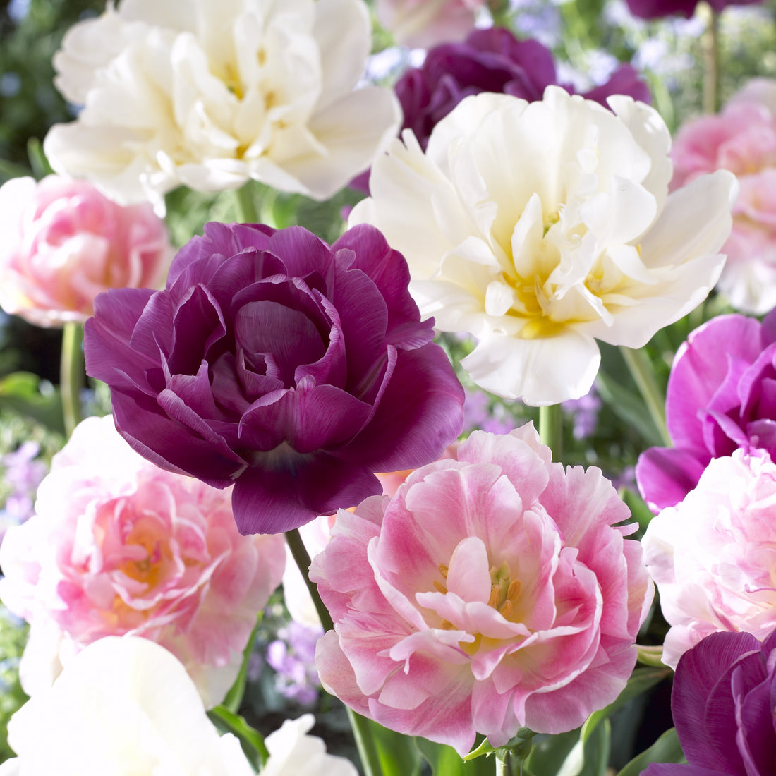 Bulbes 7 Tulipes Pluriflores Candy Club - Tulipa 'candy club'