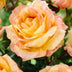 Rosier André Willemse - Rosa 'André Willemse'