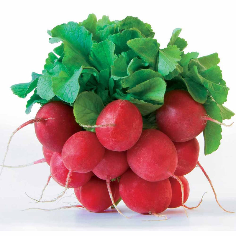 Graines Radis Noir gros rond d'hiver - Raphanus sativus noir gros rond ...