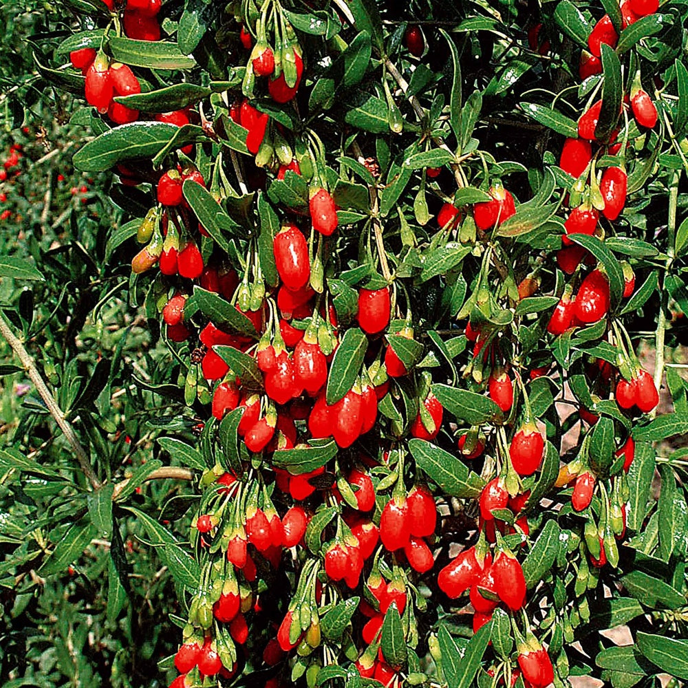 Baie de Goji - Lycium barbarum
