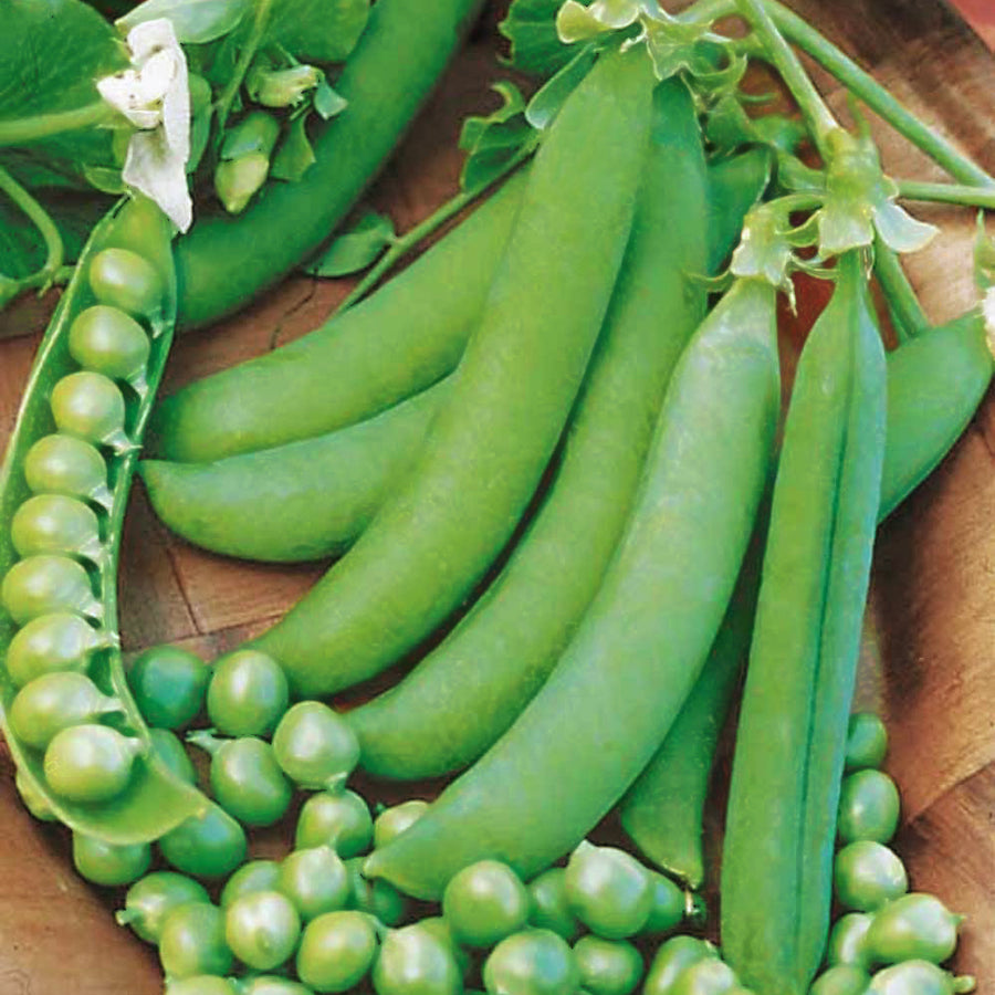 Graines Pois rond nain Petit Provençal - Pisum sativum petit provençal