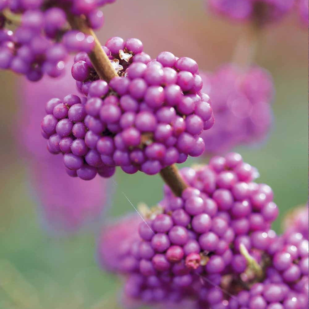 Callicarpa Profusion - Callicarpa bodinieri profusion