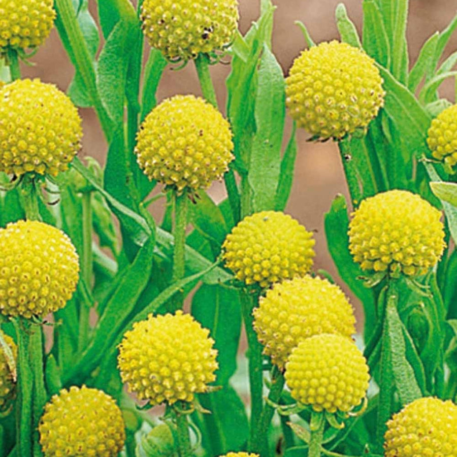 Graines Chrysanthème nain annuel Snow Daisy - Chrysanthemum paludosum