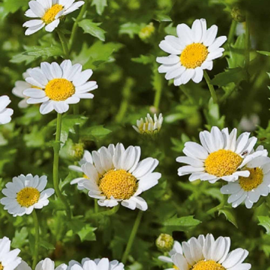 Graines Chrysanthème nain annuel Snow Daisy - Chrysanthemum paludosum
