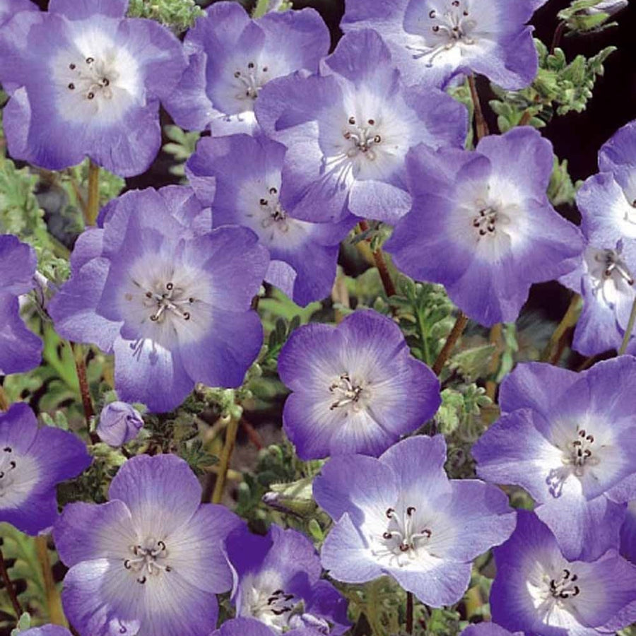 Graines Némophile remarquable Prince Gustav's Eyes - Nemophila menziesii