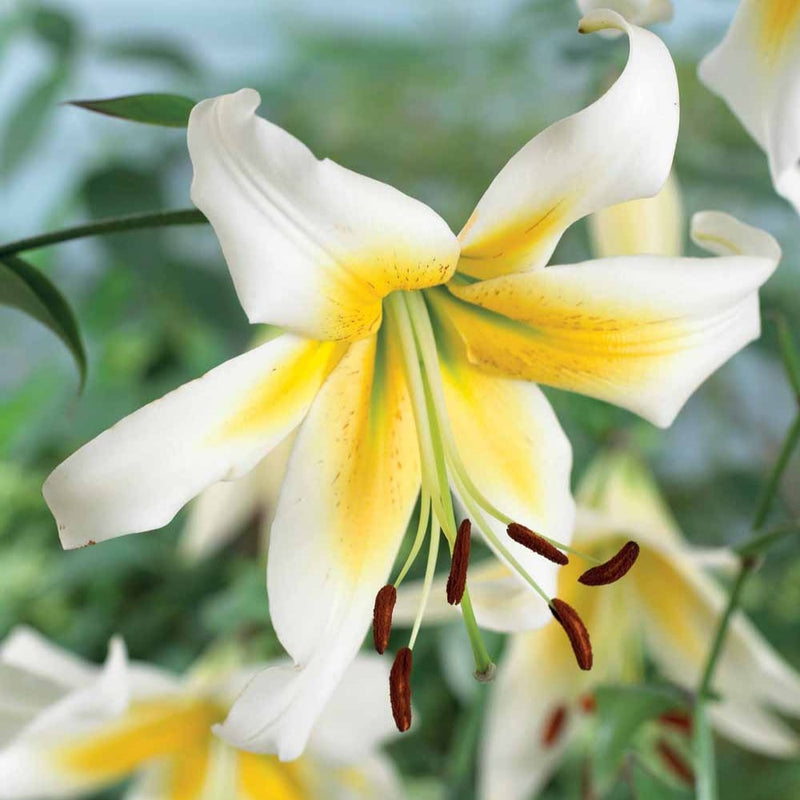Bulbes Lis asiatiques Levi - Lilium 'levi'