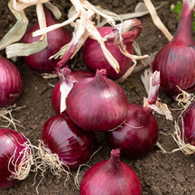 Graines Oignon rouge Red Baron Bio - Allium cepa red baron