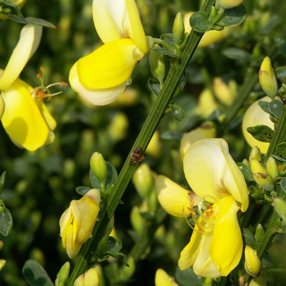 Genêt à balais Luna - Cytisus scoparius luna