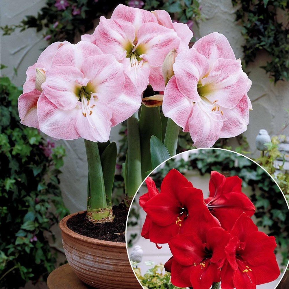 Bulbes Collection de 2 Amaryllis naines - Amaryllis Valencia, Angelique