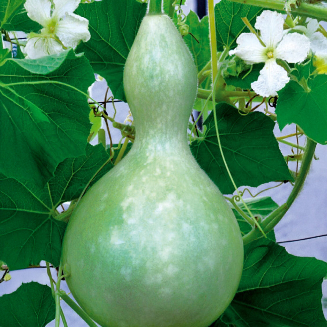 Graines Calebasse - Gourde - Cucurbita siceraria gourde bouteille