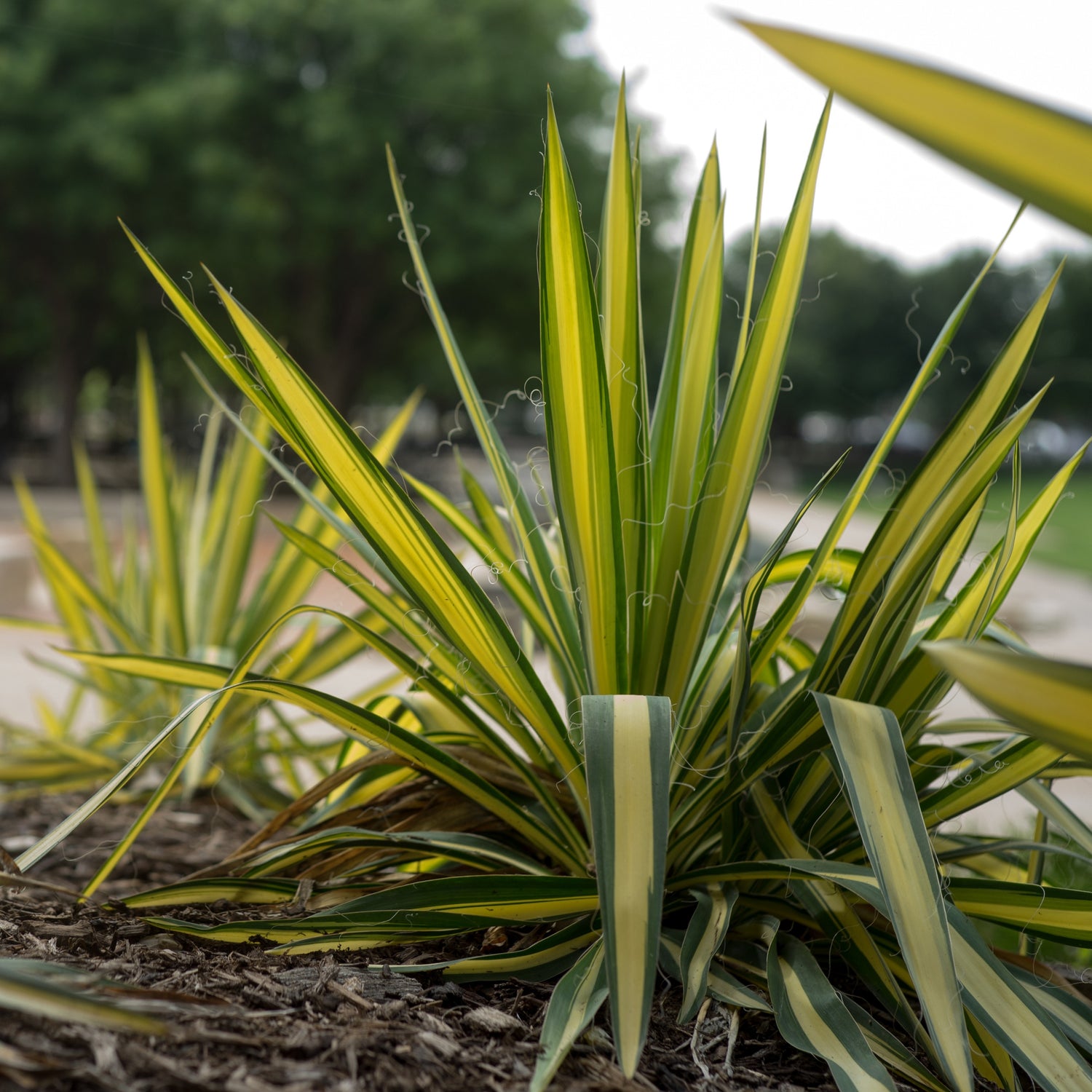 Yucca fillamentosa Colour Guard - Yucca filamentosa colour guard