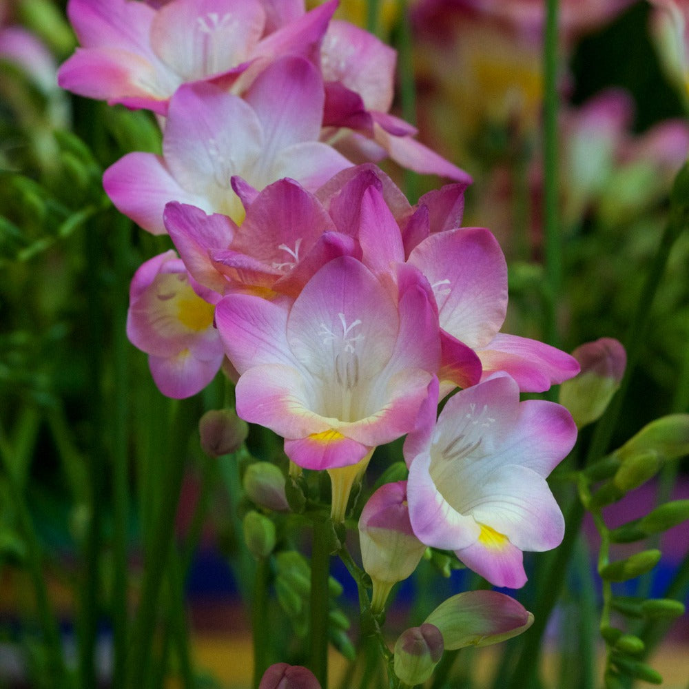 Bulbes 15 Freesia simple rose - Freesia 'pink'