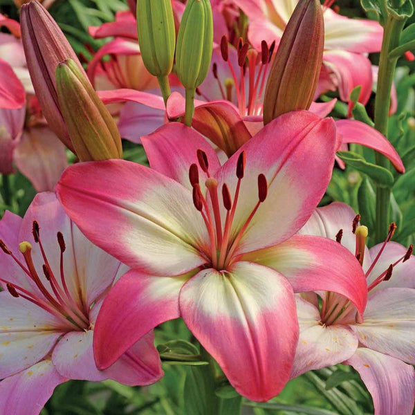 Bulbes Lis asiatiques Levi - Lilium 'levi'
