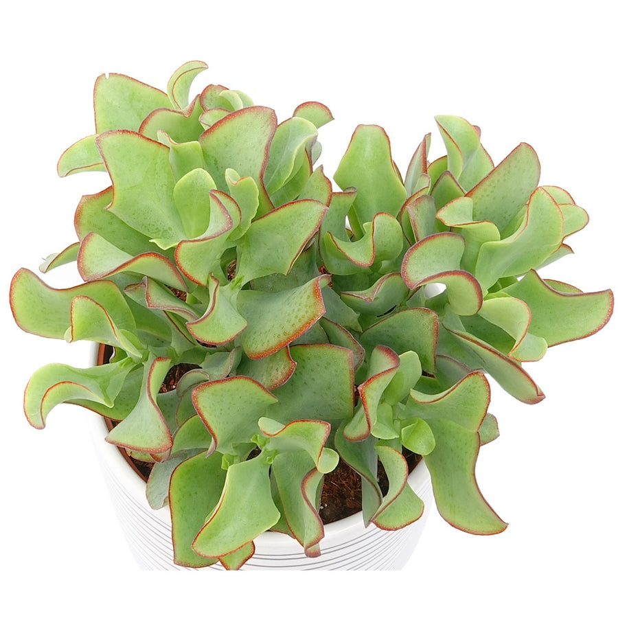 Crassula Arborescens 'Curly Green' - Crassula arborescens Curly Green